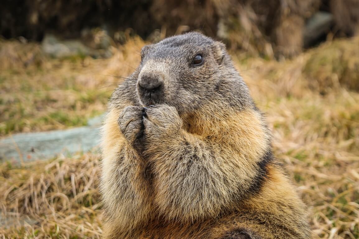 South Jersey Gas - Groundhog's Guide to Saving Energy: Small Changes ...
